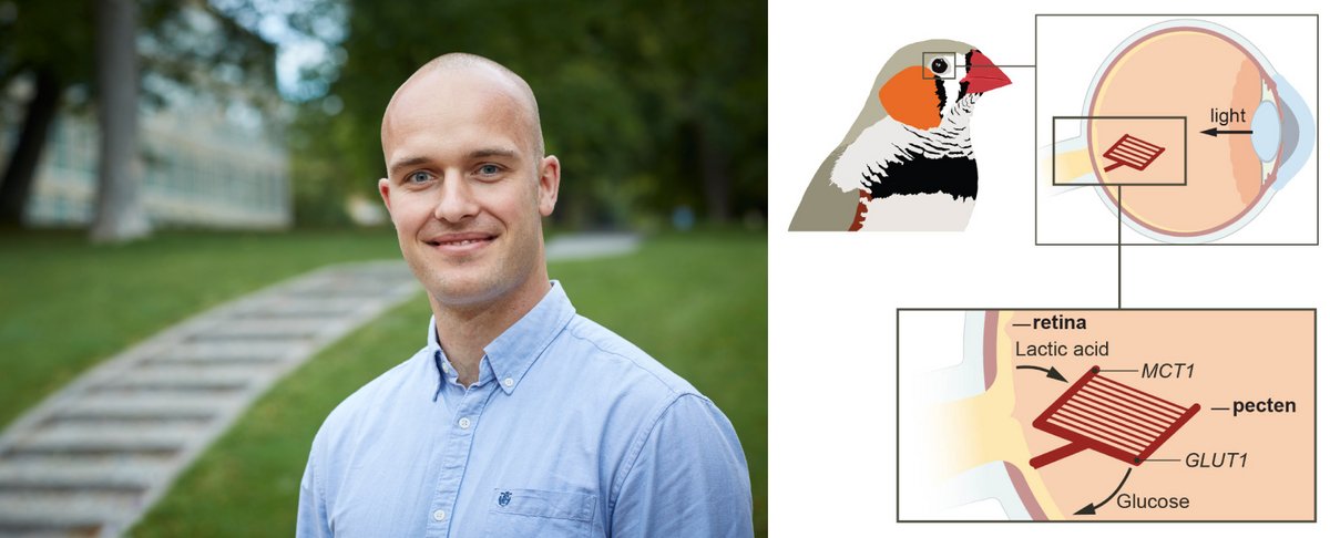 Solving the bird eye mystery of oxygen-free metabolism in the bird retina
